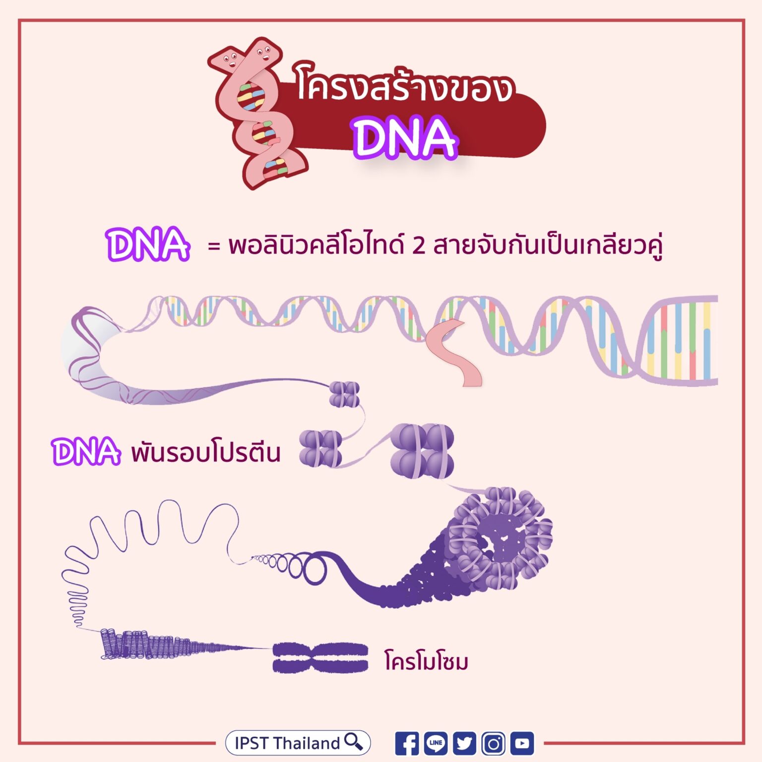 ไขข้อข้องใจ DNA และ RNA เหมือนหรือต่างกันอย่างไร? – สถาบันส่งเสริมการ ...