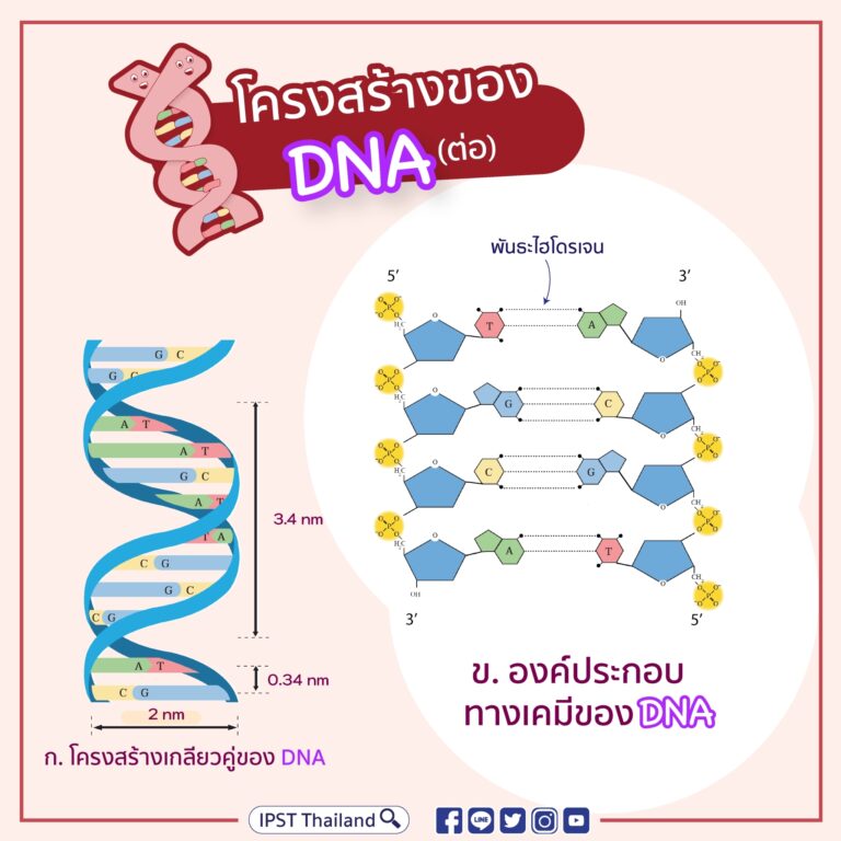 ไขข้อข้องใจ DNA และ RNA เหมือนหรือต่างกันอย่างไร? – สถาบันส่งเสริมการ ...
