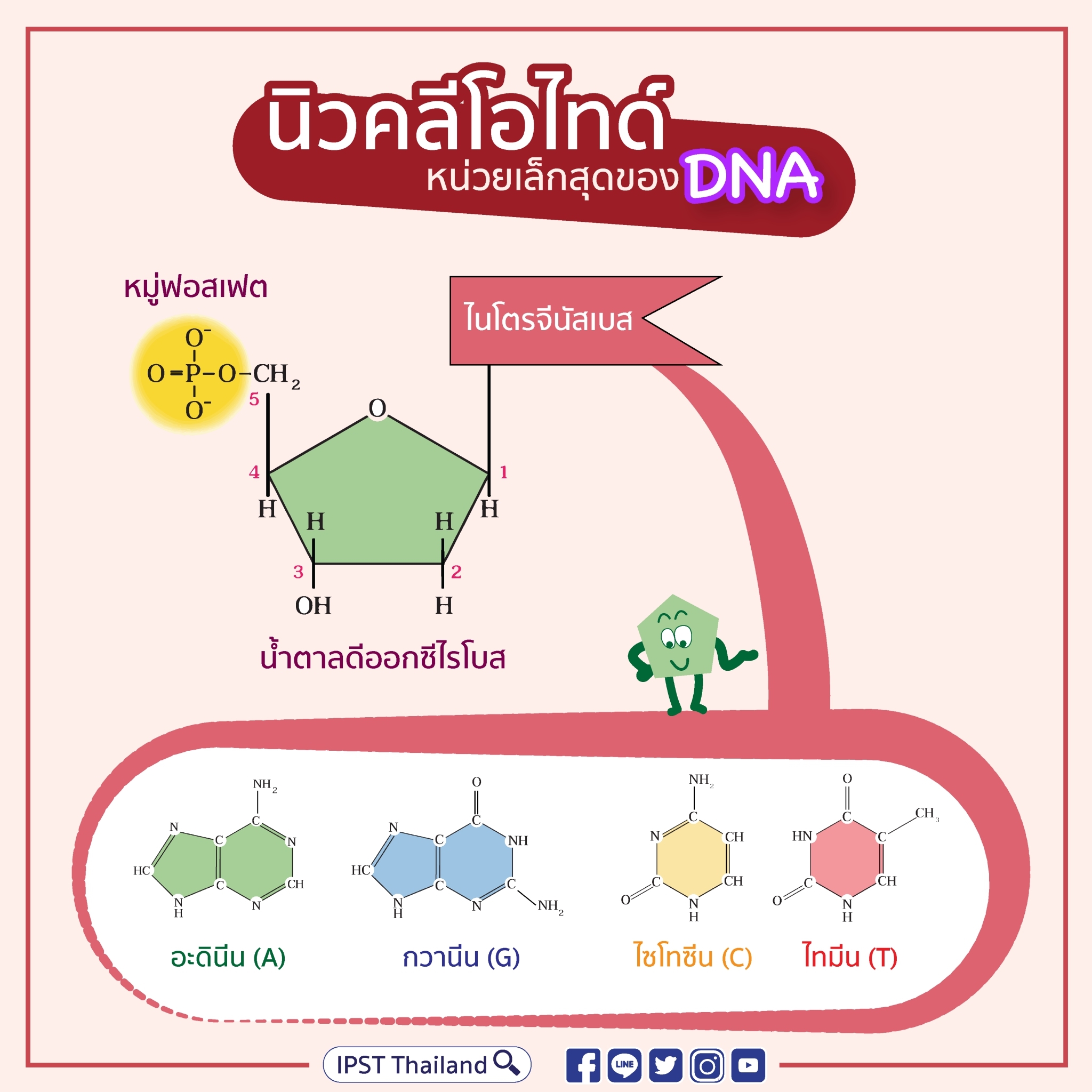 ไขข้อข้องใจ DNA และ RNA เหมือนหรือต่างกันอย่างไร? – สถาบันส่งเสริมการ ...