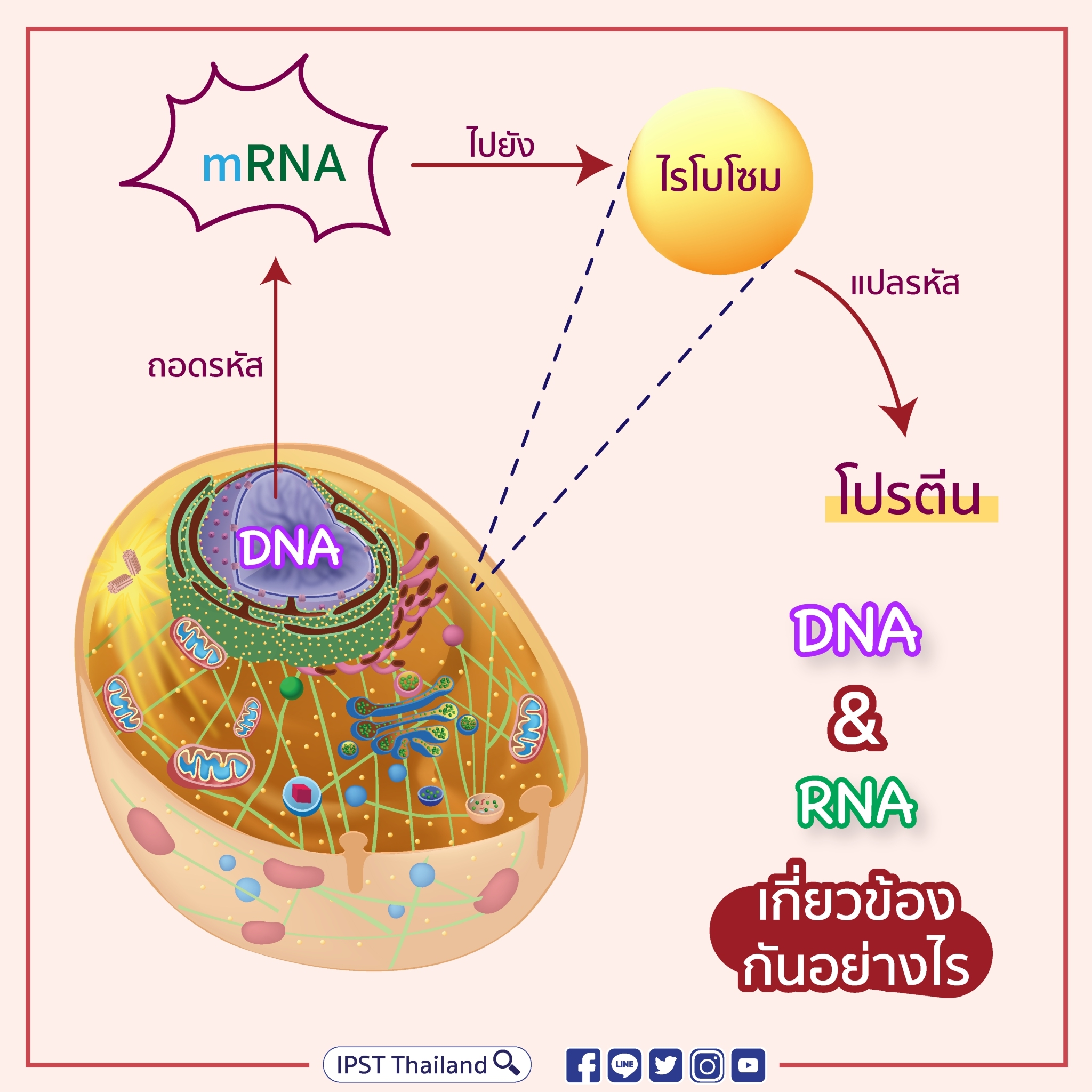 ไขข้อข้องใจ DNA และ RNA เหมือนหรือต่างกันอย่างไร? – สถาบันส่งเสริมการ ...