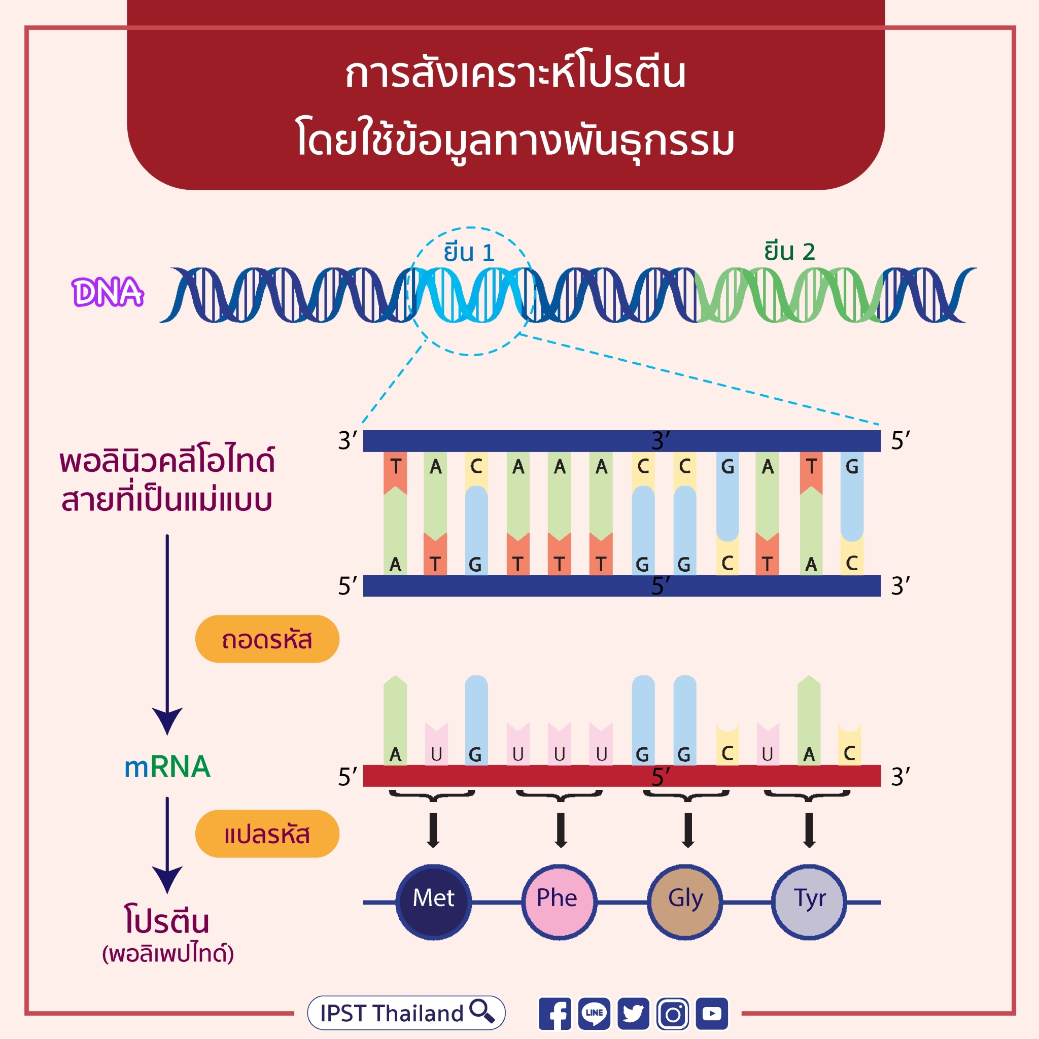 ไขข้อข้องใจ DNA และ RNA เหมือนหรือต่างกันอย่างไร? – สถาบันส่งเสริมการ ...