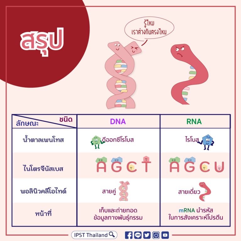 ไขข้อข้องใจ DNA และ RNA เหมือนหรือต่างกันอย่างไร? – สถาบันส่งเสริมการ ...